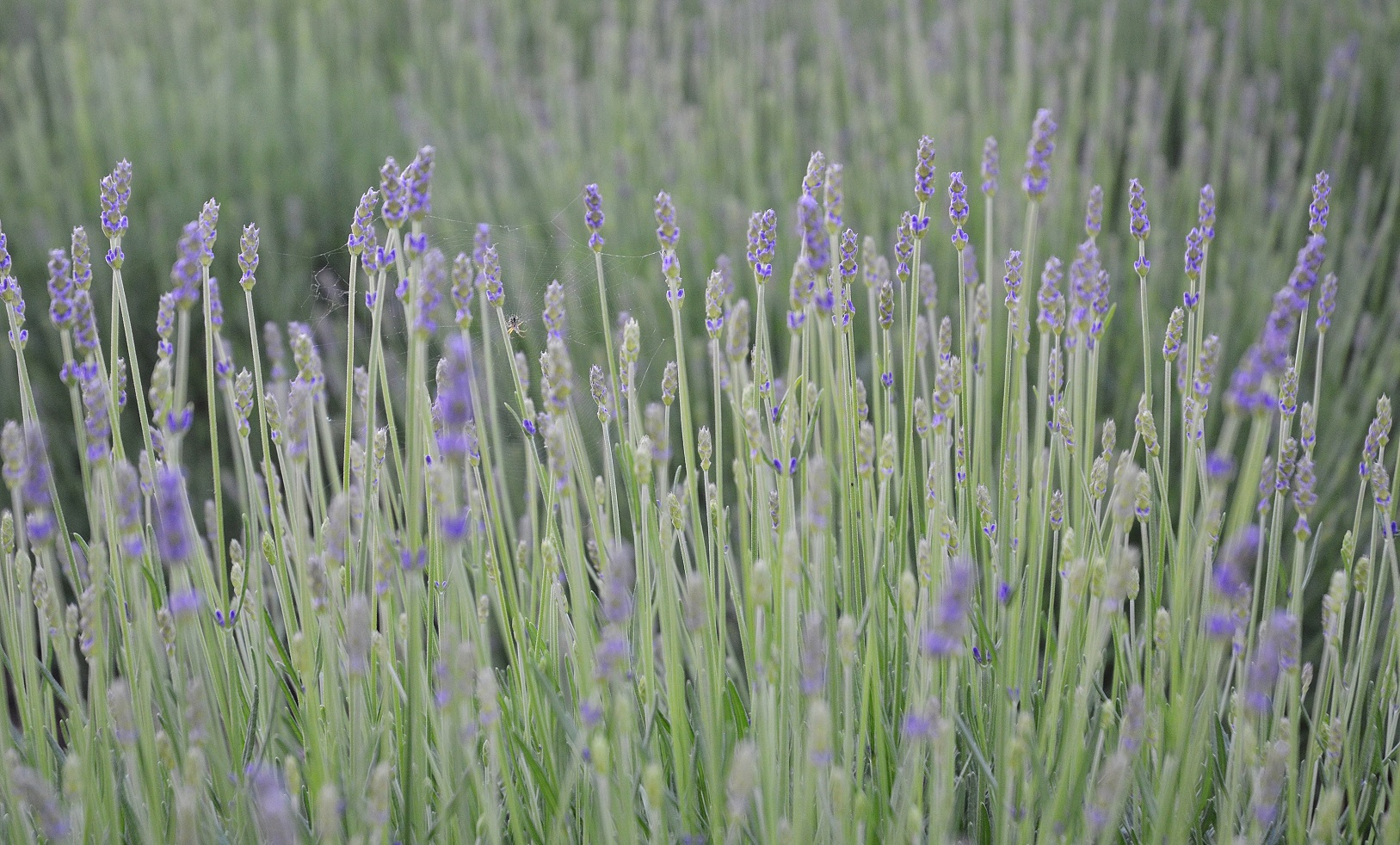 rosé sf 2017 (11) – extra prima good